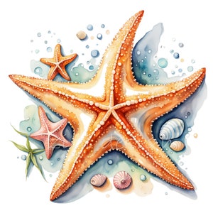 Starfish Clipart PNG Bundle 20 Ocean Animals Sea Star - Etsy