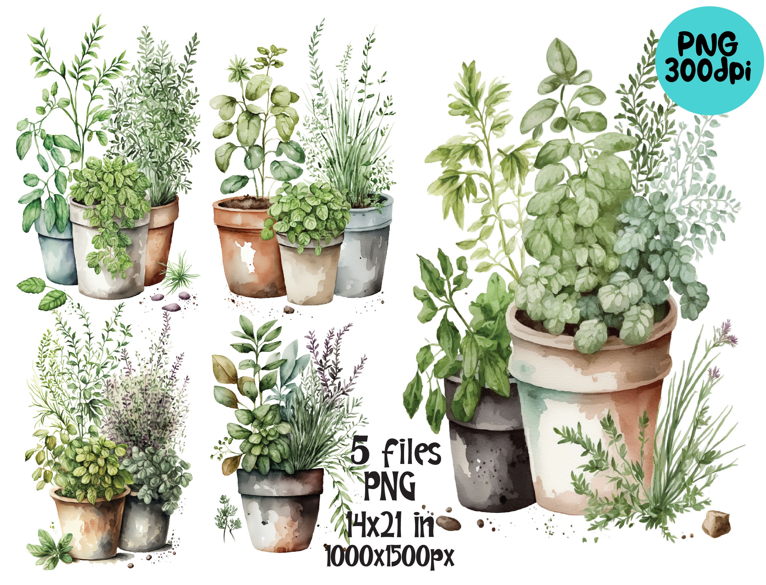 Watercolor Herbs Clipart PNG Kitchen Herbal Pots Sublimation - Etsy