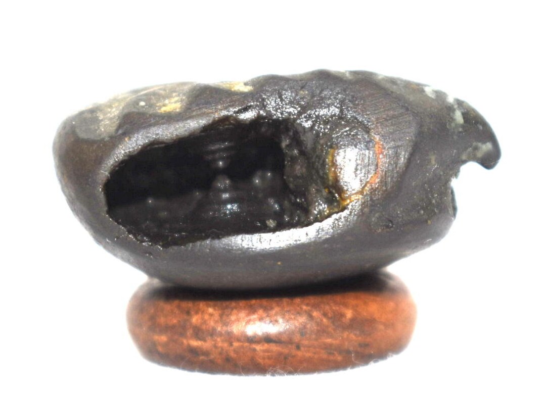 Rare Sankarshana Shaligram Gandaki River Nepal - Etsy