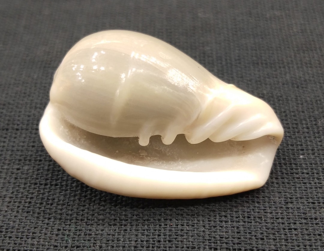 Rare Dakshinavarti Shankh / Rare Valampuri Shankh - Etsy