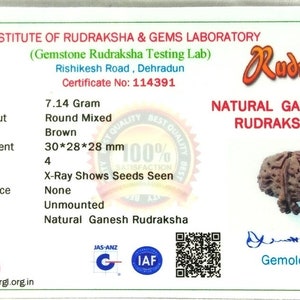 Ganesh Rudraksha / Collector Size Ganesh Rudraksh Nepal - Etsy