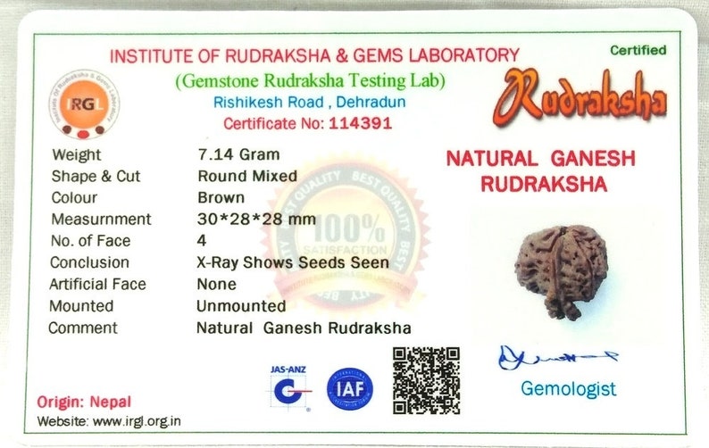 Ganesh Rudraksha / Collector Size Ganesh Rudraksh Nepal - Etsy