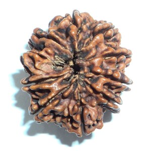 10 Mukhi Rudraksha / Ten Face Rudraksha Collector Size 27 - Etsy