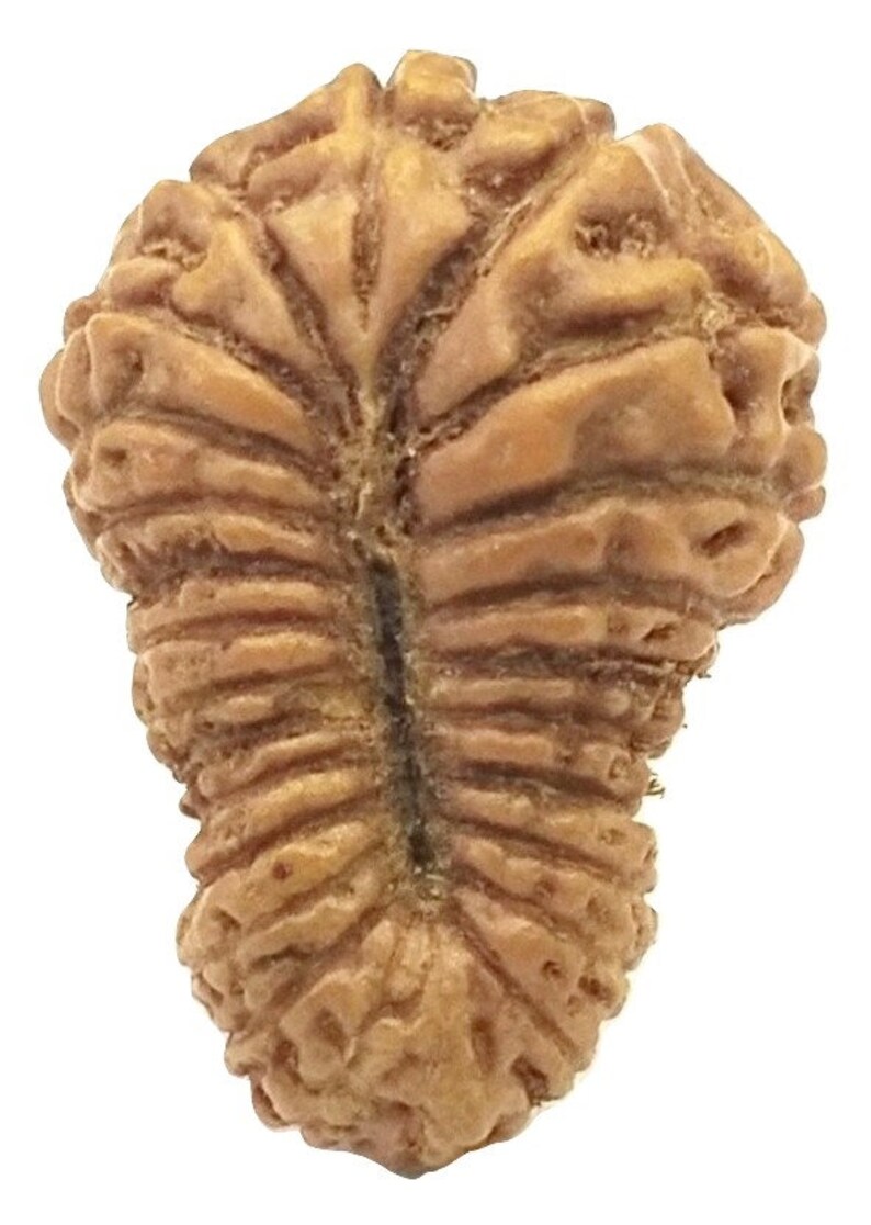 Rare 25 Mukhi Rudraksha / Twenty Five Face Rudraksha Lab | Etsy