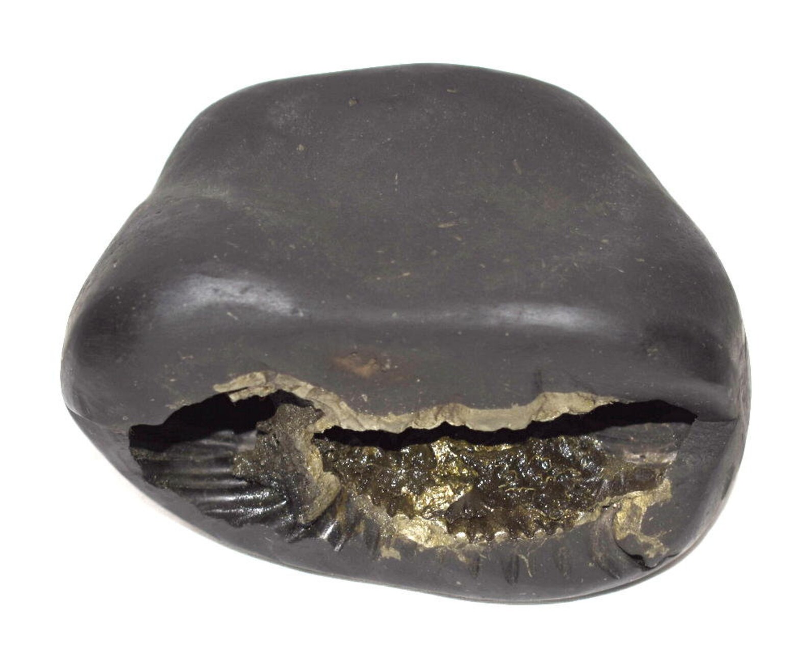 Rare Big Size Trivikrama Shaligram Gandaki River Nepal | Etsy