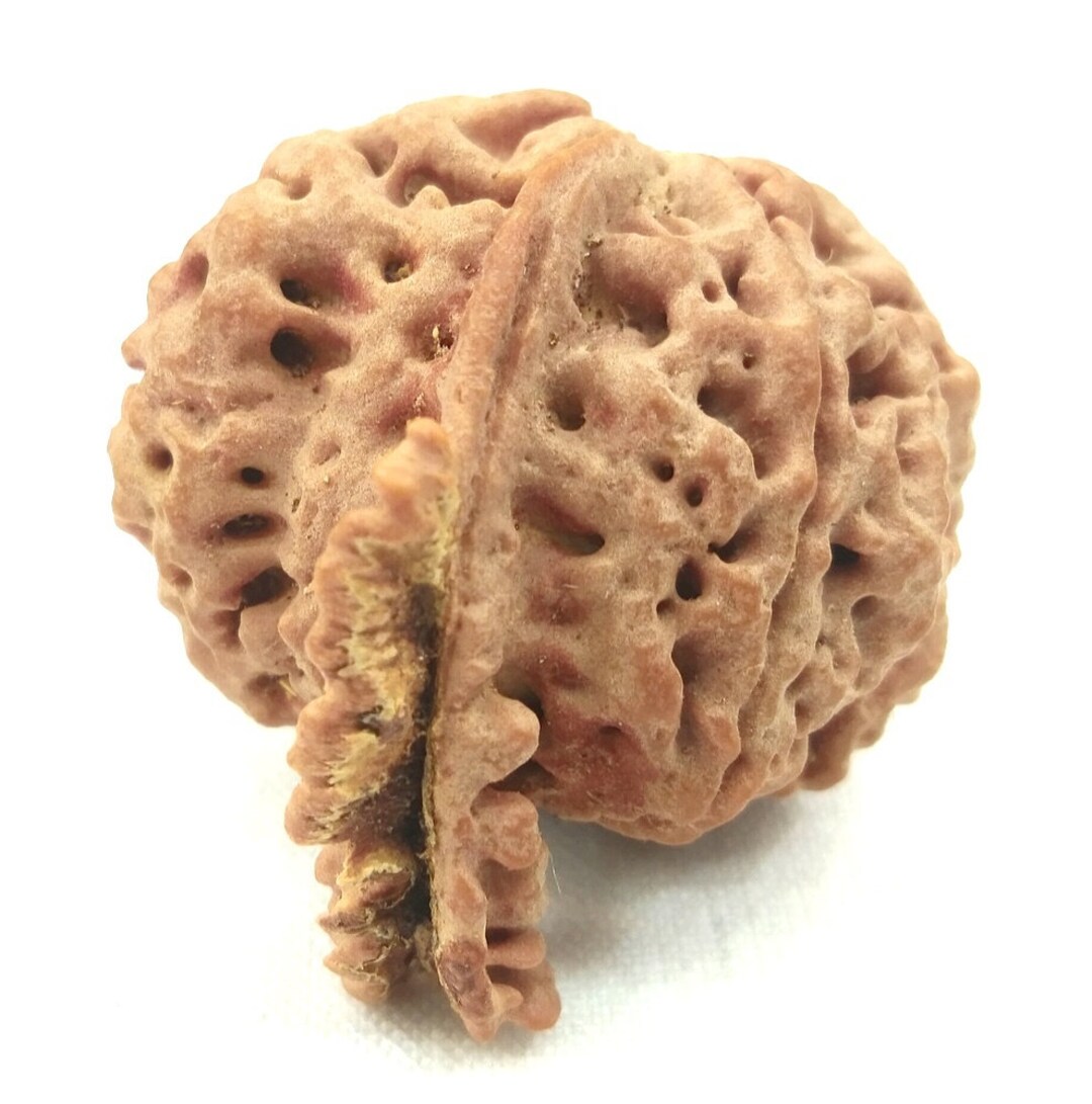 Ganesh Rudraksha / Collector Size Ganesh Rudraksh Nepal - Etsy