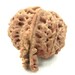 Ganesh Rudraksha / Collector Size Ganesh Rudraksh Nepal - Etsy