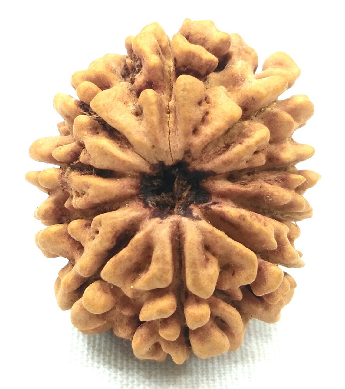 10 Mukhi Rudraksha / Collector Ten Face Rudraksha Nepal - Etsy