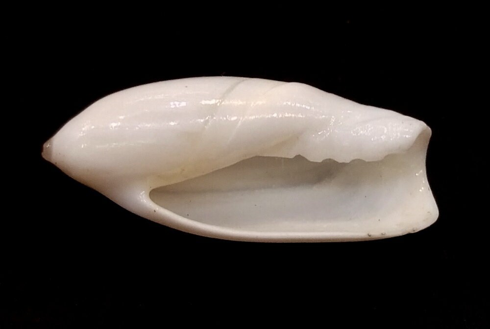 Rare Dakshinavarti shankh / Rare Valampuri shankh | Etsy