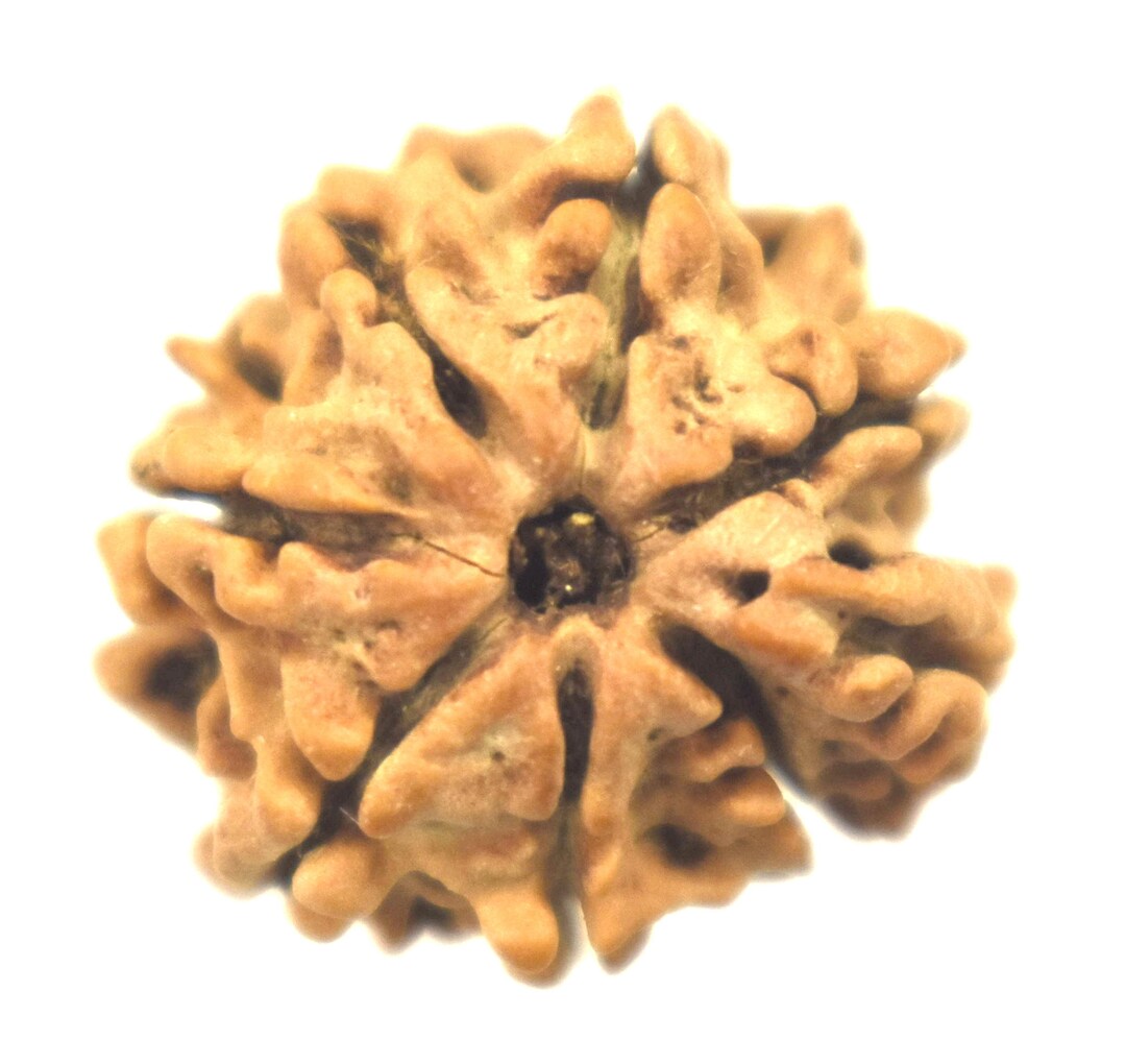 Naag Savar Rudraksha / 1 Mukhi Savar en 7 mukhi Rudraksh - Etsy España