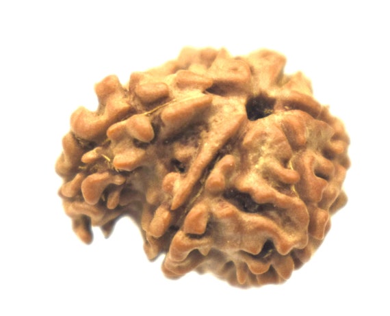 Naag Savar Rudraksha / 1 Mukhi Savar el 6 Mukhi Rudraksha | Etsy