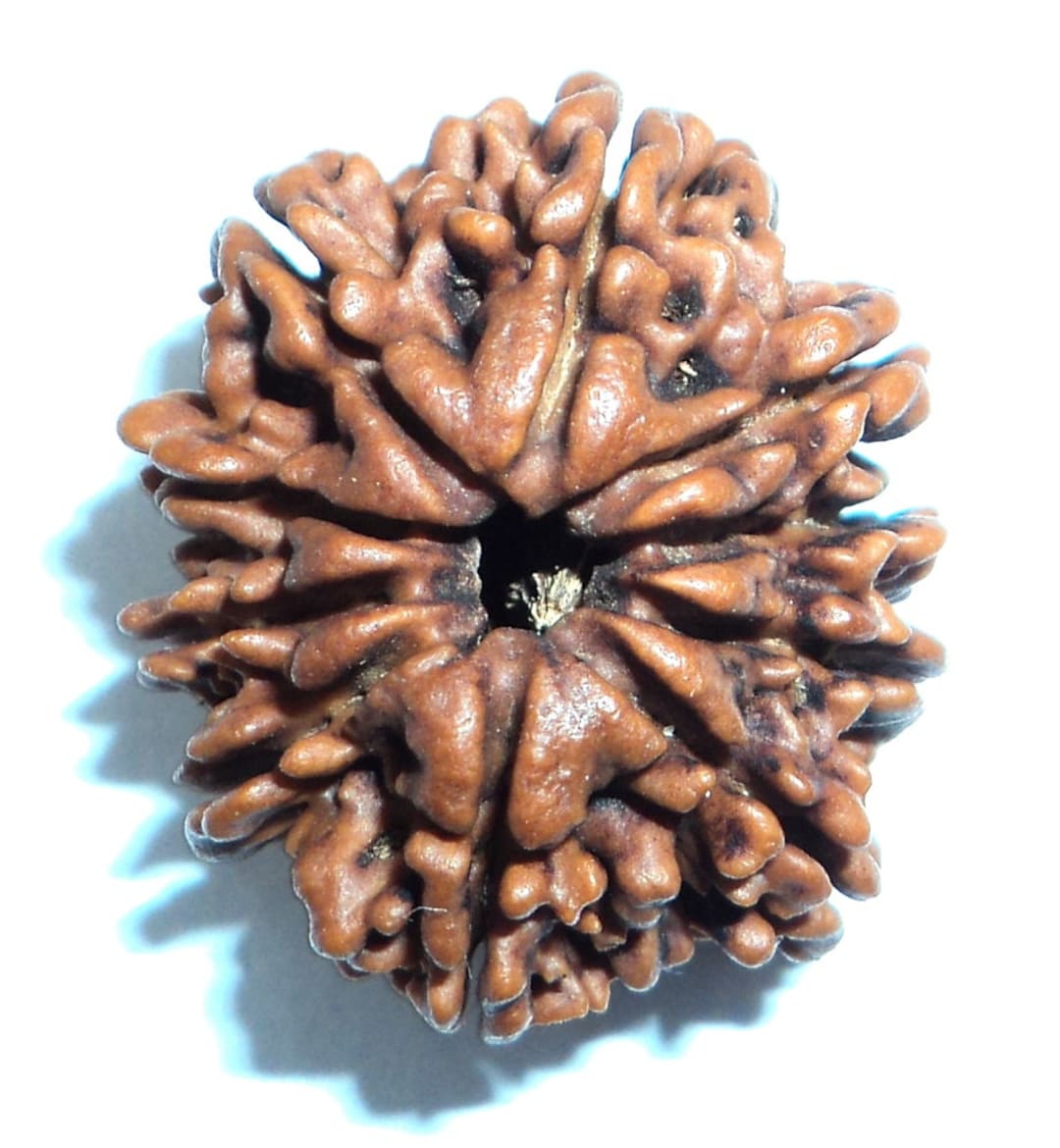 10 Mukhi Rudraksha / Ten Face Rudraksha Collector Size 27 - Etsy