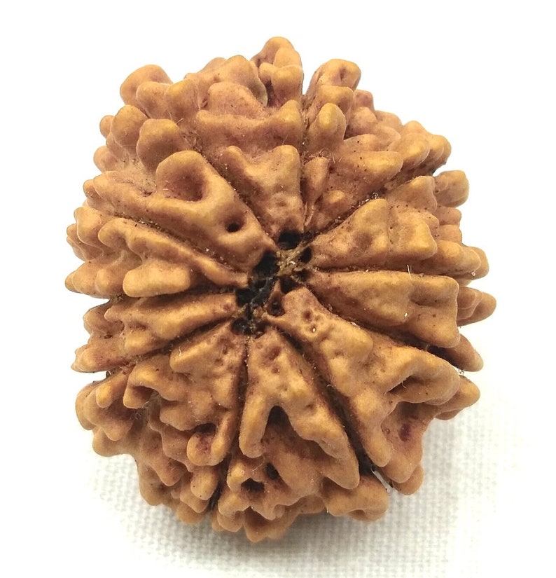 10 Mukhi Rudraksha / Collector Ten Face Rudraksha Nepal - Etsy