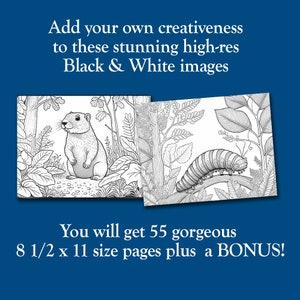 55 Cute Animal Images. Ideal for Coloring Sheets! Create Your Own ...