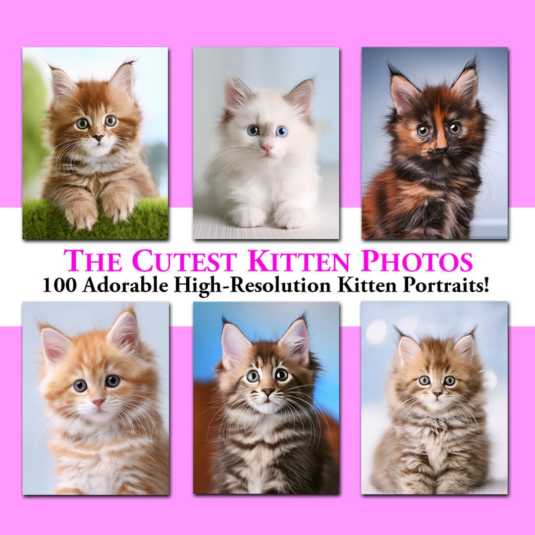 Purr-fect Gallery: 100 Cute Kitten Pics - Digital Prints Bundle ...