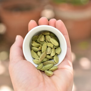 Fresh Guatemalan Green Cardamom Pods: Citrusy, Herbal Aroma - Etsy