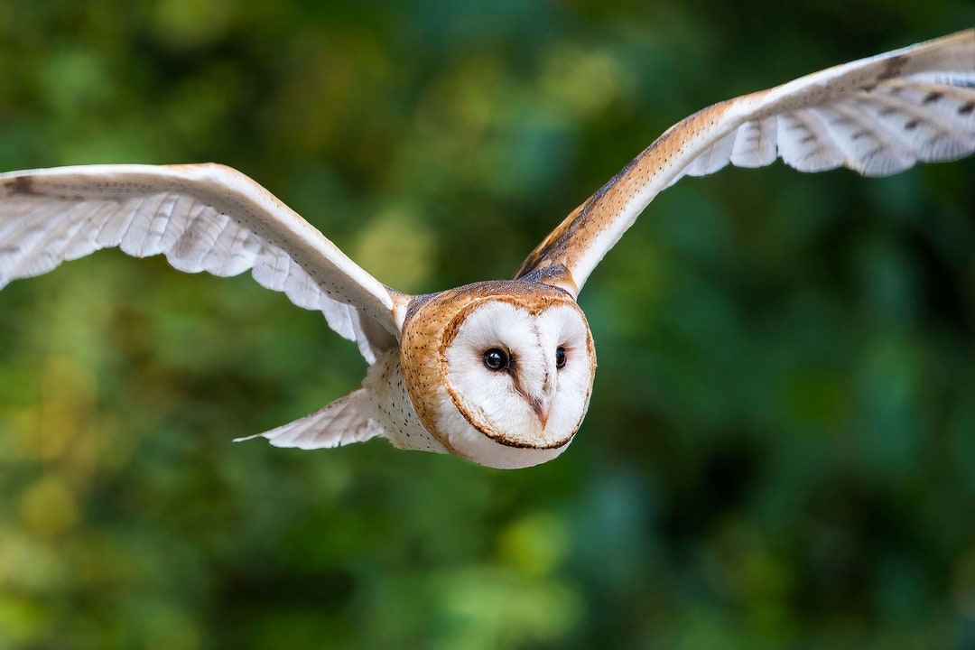 Barn Owl in Flight - Premium Art Poster, Canvas Print, Acrylic Print or ...