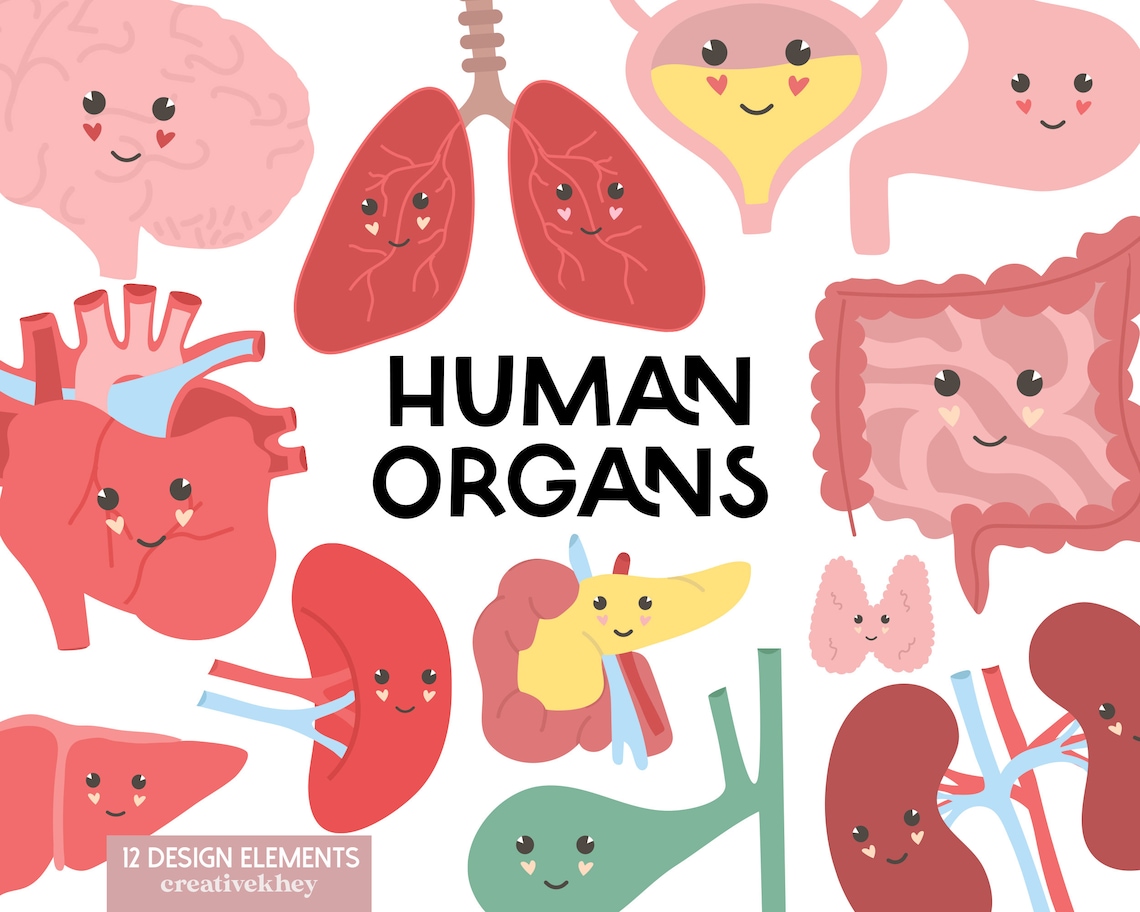 Human Organs Clipart, Lung Clip Art, Human Anatomy Clipart, Body Parts ...