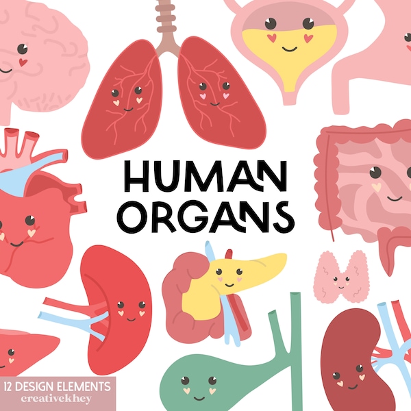 Human Organs Clipart - Etsy