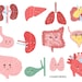 Human Organs Clipart, Lung Clip Art, Human Anatomy Clipart, Body Parts ...