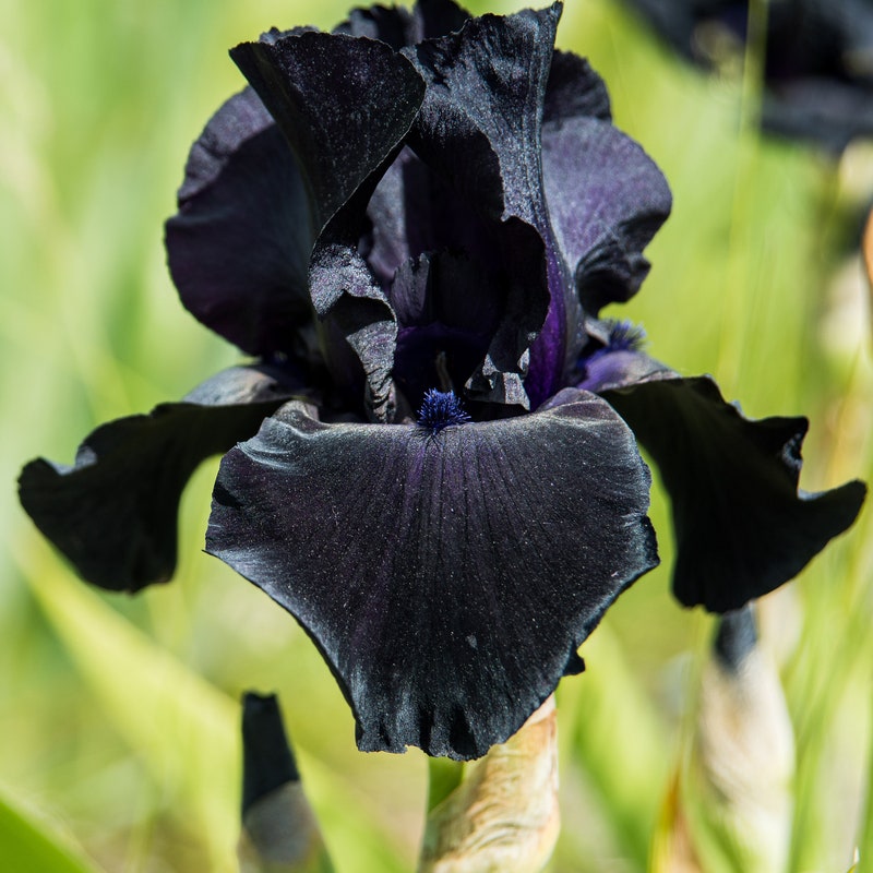 Black Iris - Etsy