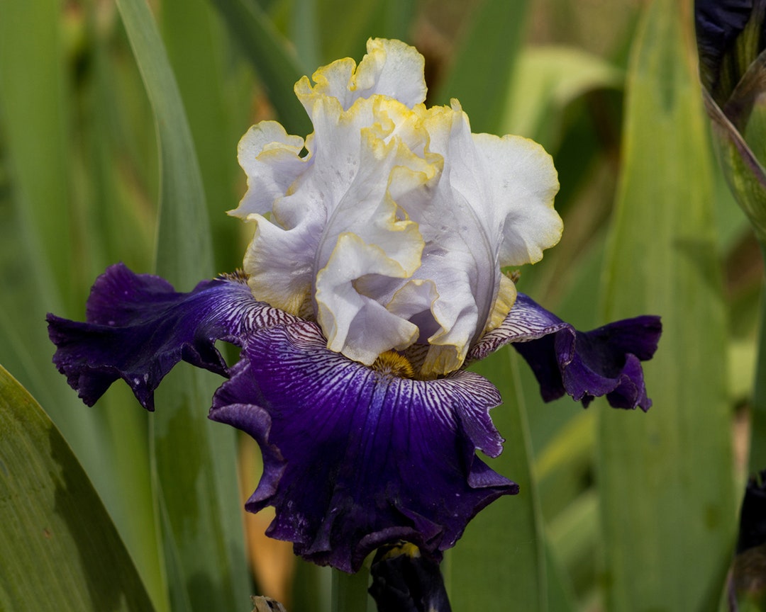 SLOVAK PRINCE, Tall Bearded Iris. Freshly Dug. Pre-order, Ships Mar-apr ...