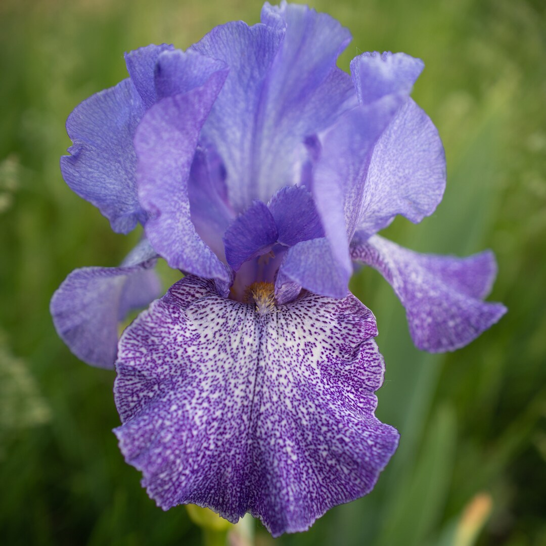 CELESTIAL EXPLOSION, Tall Bearded Iris. Rhizome With a Fan of Leaves ...