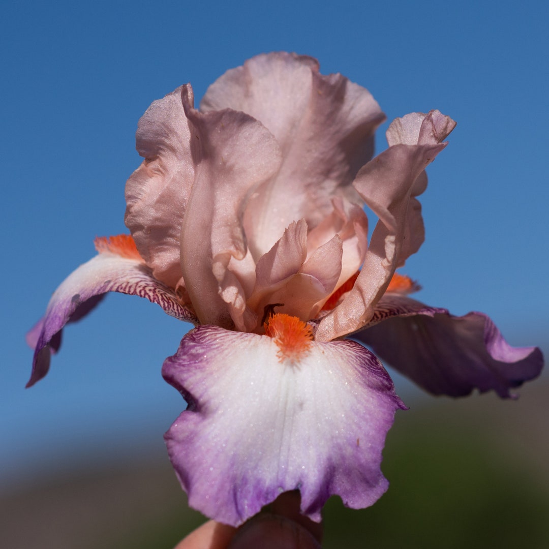 Come Away With Me, Tall Bearded Iris. Freshly Dug Rhizome. Pre-order ...