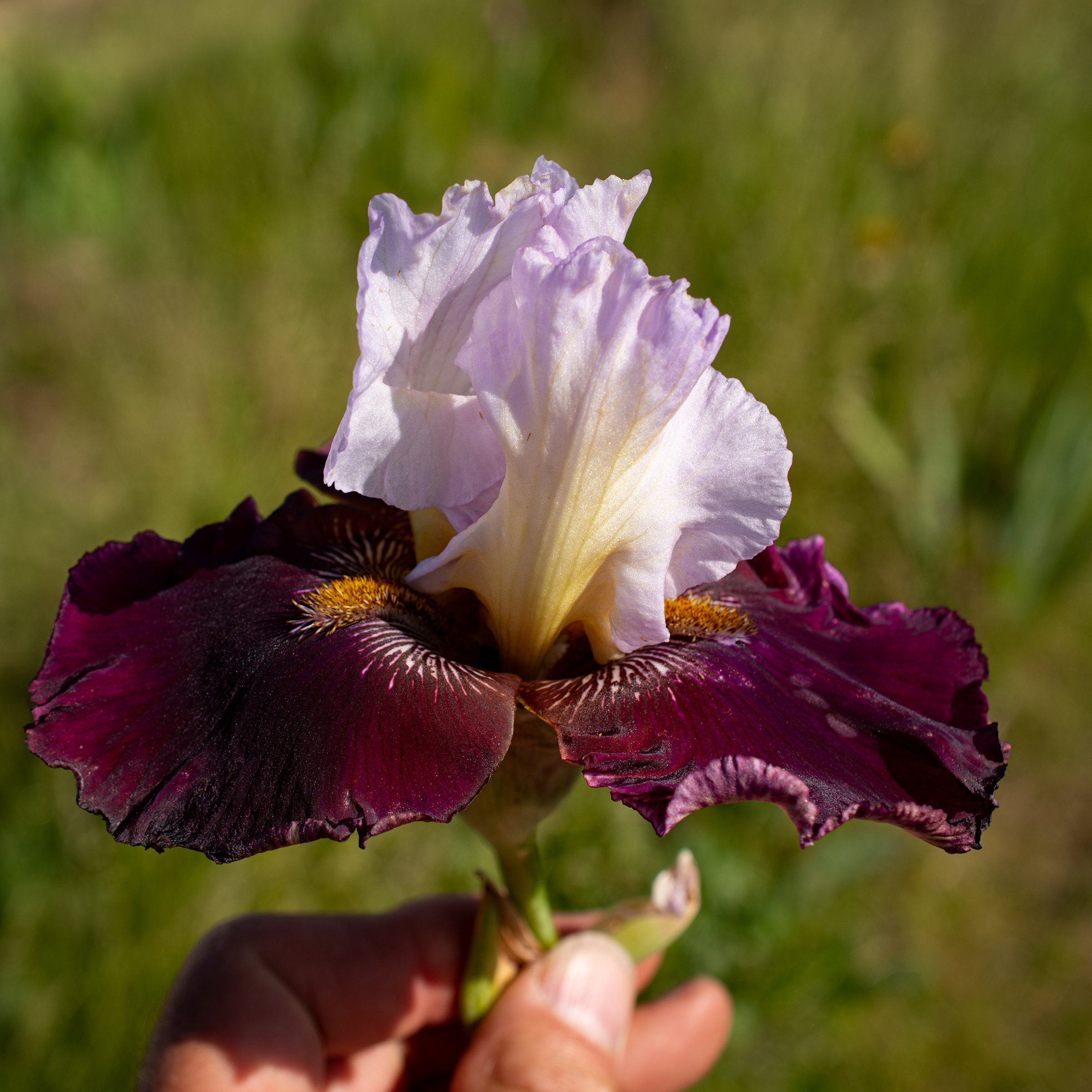 Dreaming of Rio, Tall Bearded Iris. Freshly Dug Rhizome With a Fan of ...
