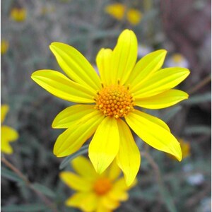 1/10 Oz, 100 Seeds, Showy Goldeneye heliomeris Multiflora Daisy ...
