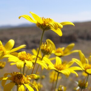 1/10 Oz, 100 Seeds, Showy Goldeneye heliomeris Multiflora Daisy ...