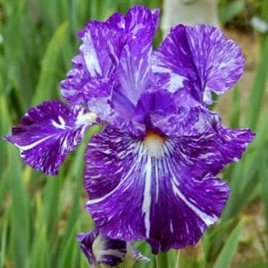 BATIK, Varigated Tall Bearded Iris. Freshly Dug. Ships Mar/apr - Etsy