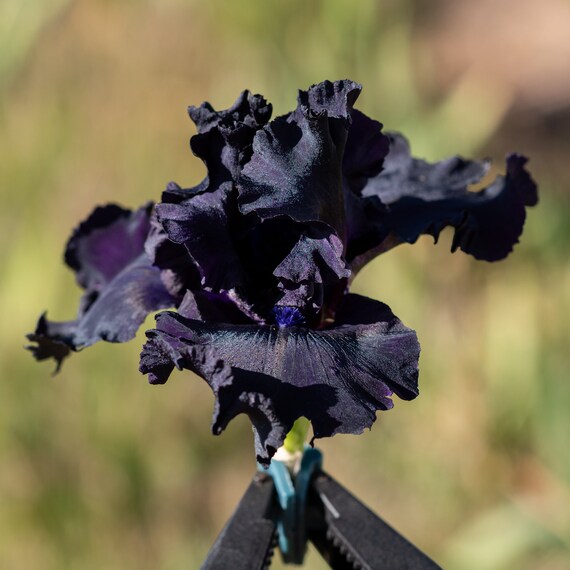 Black Dragon Iris