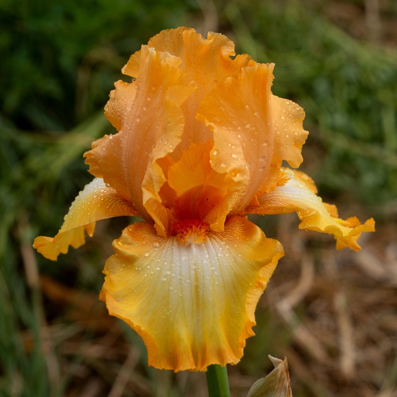 Peach Iris - Etsy