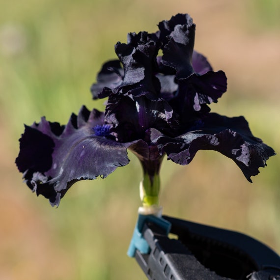 Black Dragon Iris
