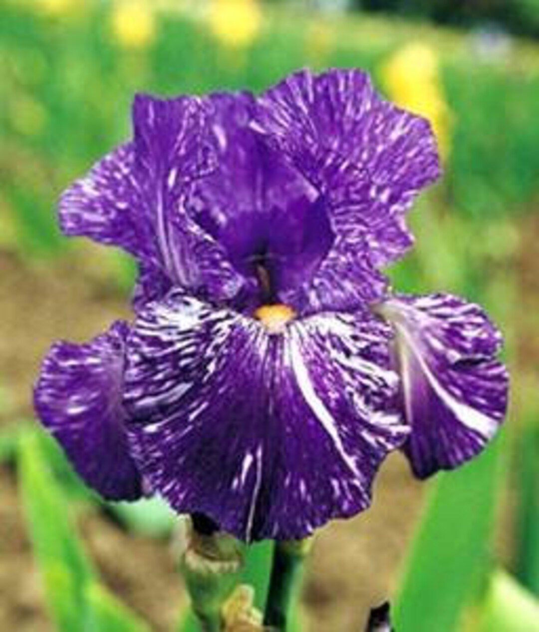 BATIK, Varigated Tall Bearded Iris. Freshly Dug. Ships Mar/apr - Etsy