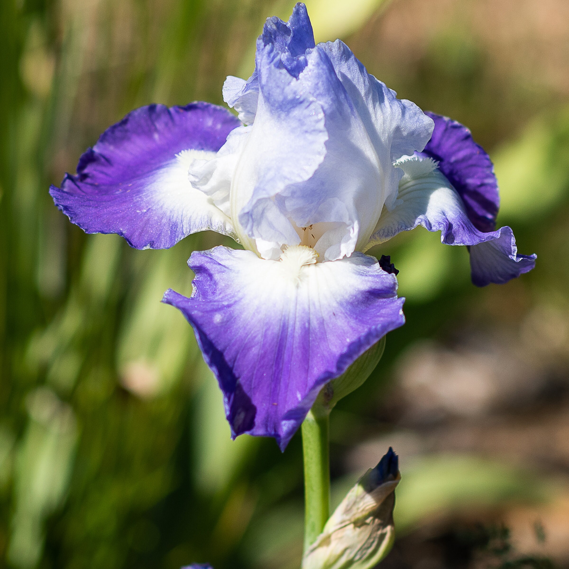 CITY LIGHTS rebloomer Tall Bearded Iris Rhizome With a Fan - Etsy