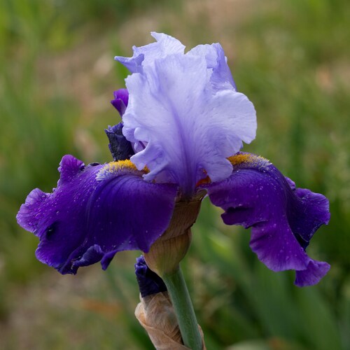 BATIK Varigated Tall Bearded Iris. Freshly Dug. Ships | Etsy