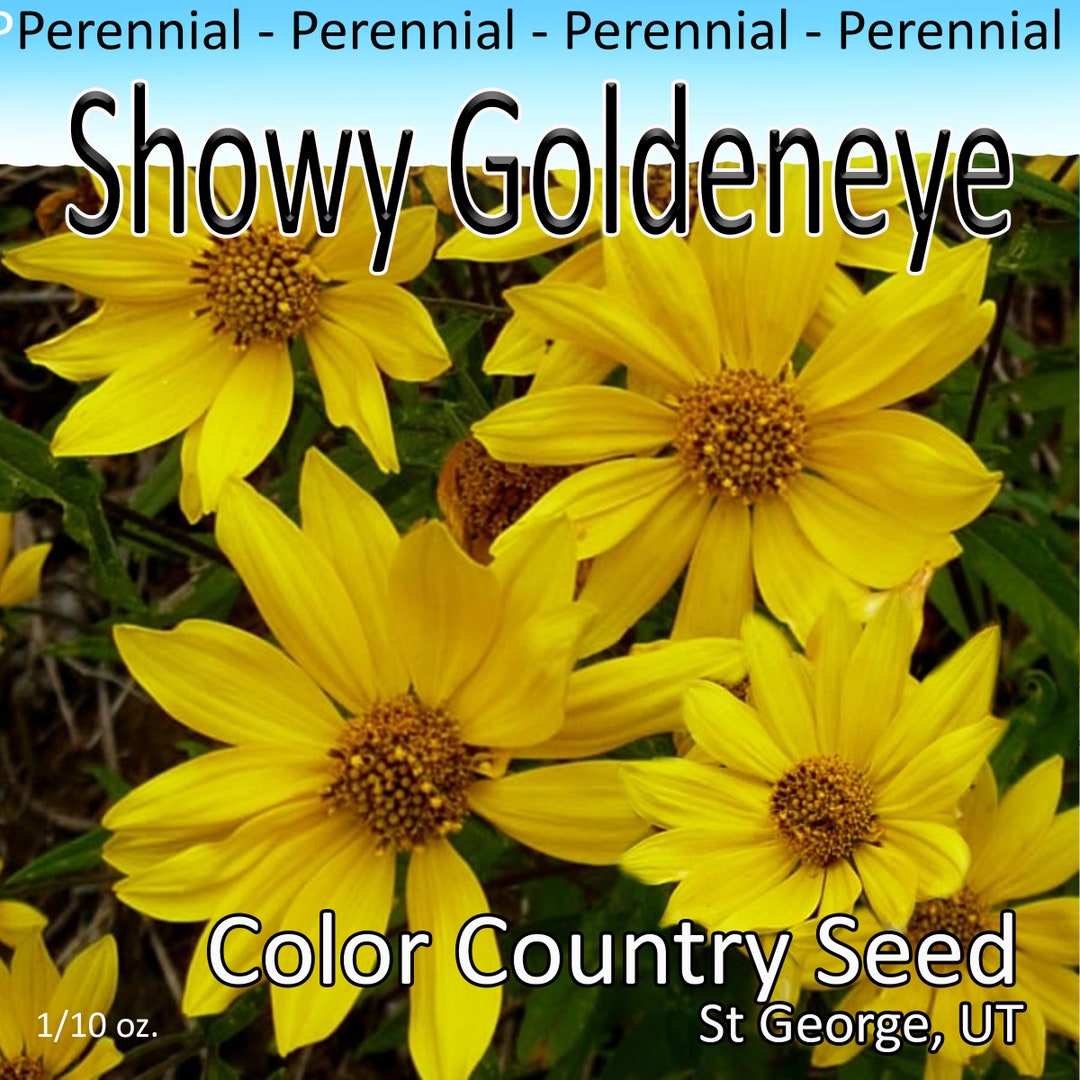 1/10 Oz, 100 Seeds, Showy Goldeneye heliomeris Multiflora Daisy ...