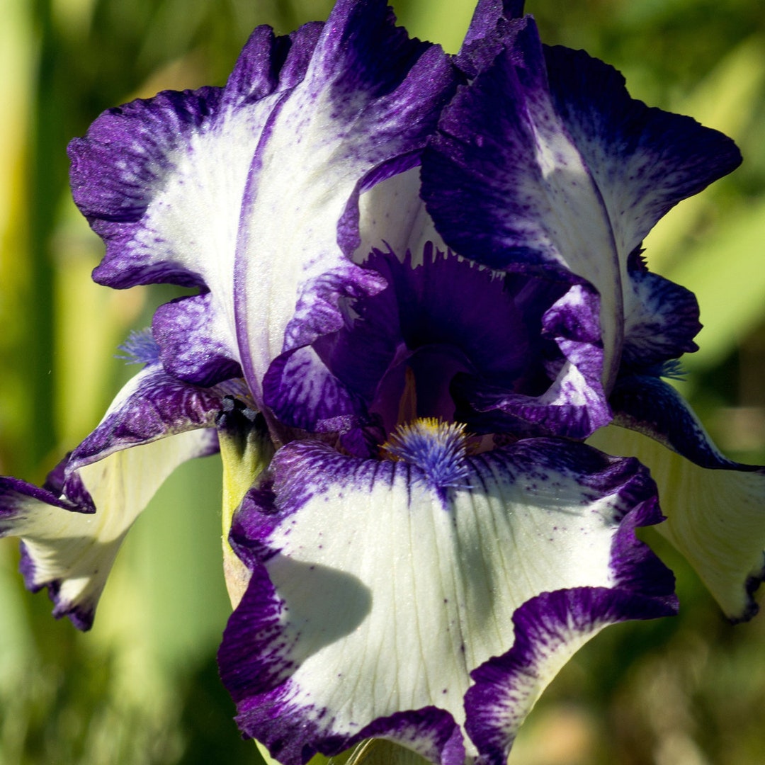 LOOP the LOOP, Tall Bearded Iris. Freshly Dug Rhizome With a Fan of ...