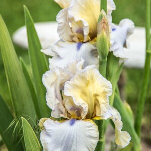 MUTED MELODY Tall Bearded Iris. Pale Pastel Colors. Freshly - Etsy