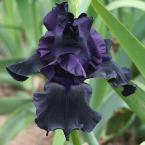 HELLO DARKNESS, Tall Bearded Iris. Black. Freshly Dug Rhizome With a ...