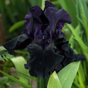 HELLO DARKNESS, Tall Bearded Iris. Black. Freshly Dug Rhizome With a ...