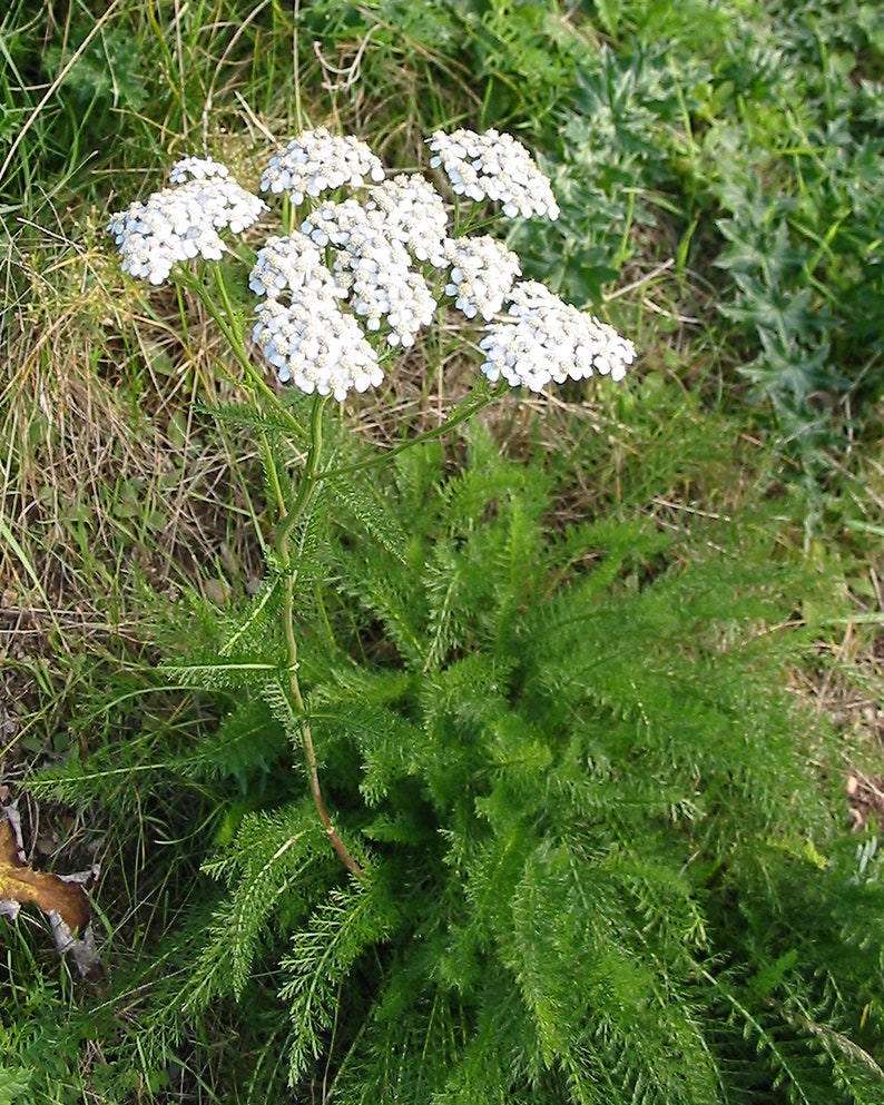 1 Pound WESTERN YARROW Achillea Millefolium Seeds. White | Etsy