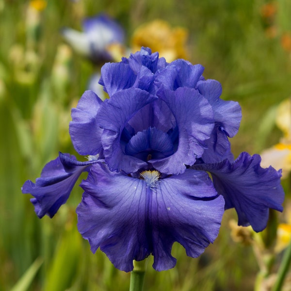 Dark Blue Iris - Etsy