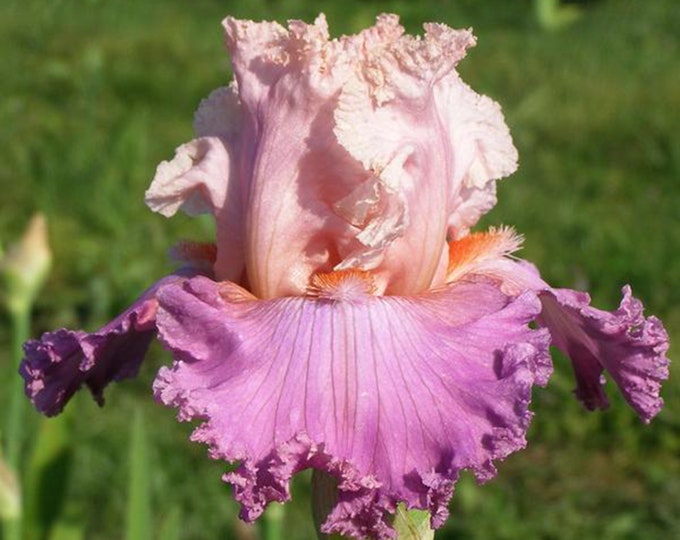STRAIT LACED, Tall Bearded Iris. Freshly Dug Prior to Shipment. Ships ...