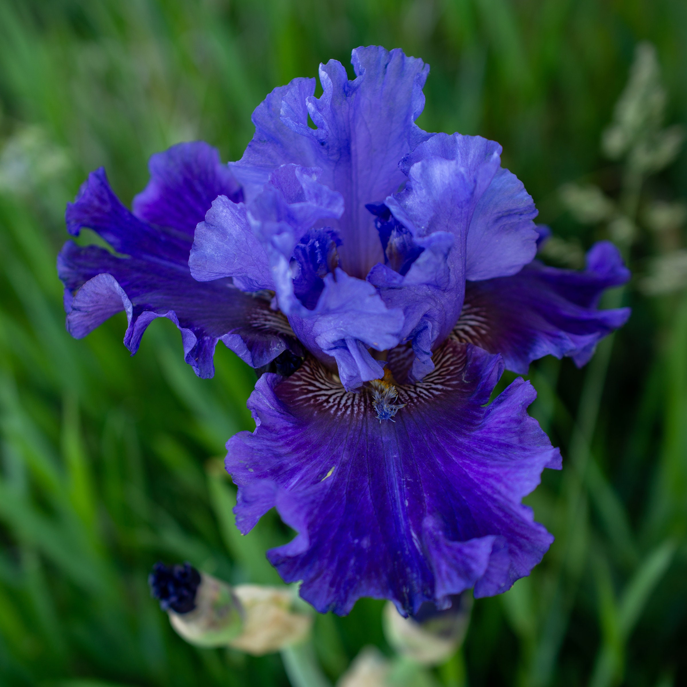 Blue Bearded Iris Flower