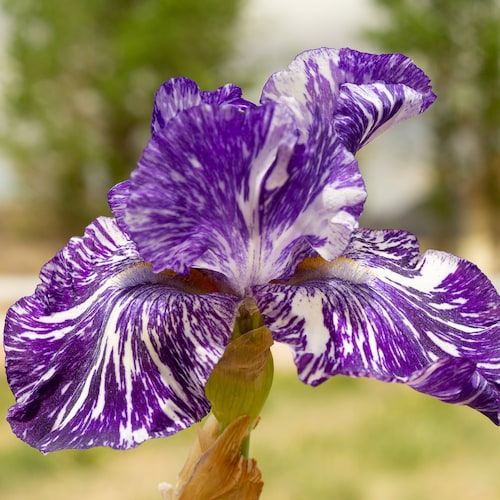 BATIK Varigated Tall Bearded Iris. Freshly Dug. Ships | Etsy