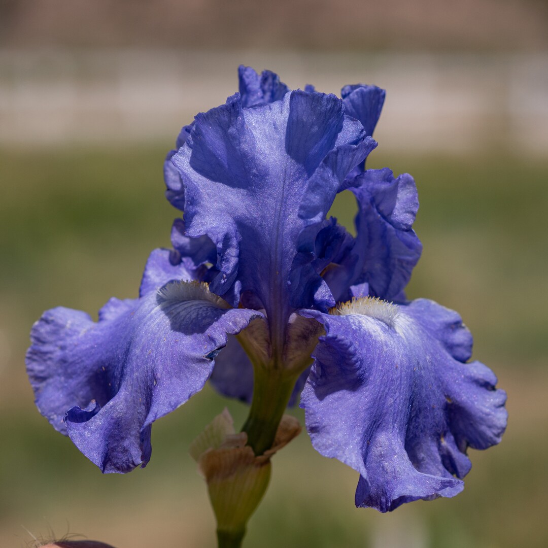 Victoria Falls, (blue) Tall Bearded Iris. **rebloomer** Ships July ...