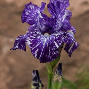BATIK, Varigated Tall Bearded Iris. Freshly Dug. Ships Mar/apr - Etsy